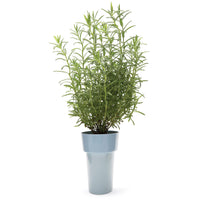 Small Plants In Tight Spaces | Slim Flower Pot - Monkey Business USA